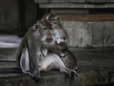 Mother Monkey And Her Babies Stock Image Image Of Monkey Love 307658399