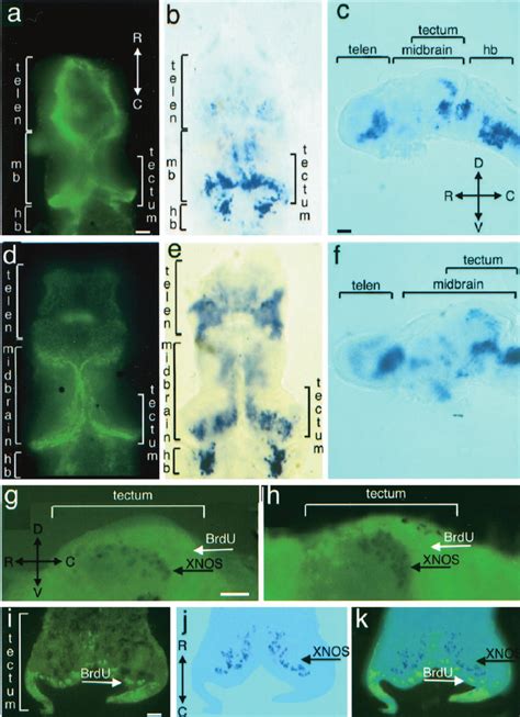 Complementary Patterns Of Nos Expression And Brdu Incorporation In The