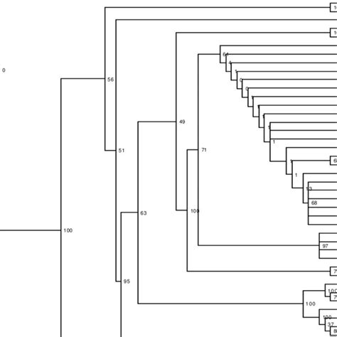Phylogenetic Relationship Of Pythium Spp From Rwanda Based On The ITS Download Scientific