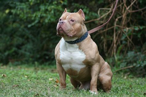 Pitbull Dog Muscle