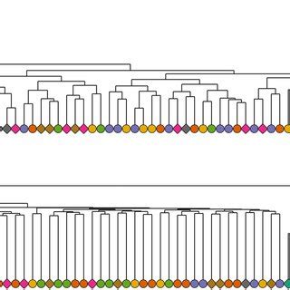 Hierarchical Cluster Dendrogram Based On Pairwise Identity By State