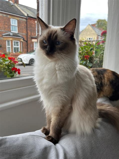 Hi Is My Ragdoll Fluffy Enough For 1 Year 9 Months Narla R Ragdolls