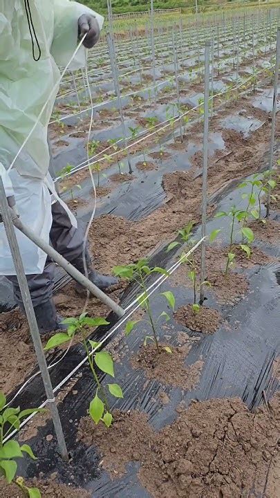 고추 끈 매기 치기 가장 빠르게 쉽게 편하게 장기간 고추 줄 치는 방법 농사의신 Youtube