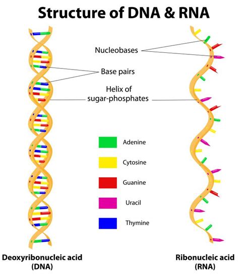Rna Structure Labeled