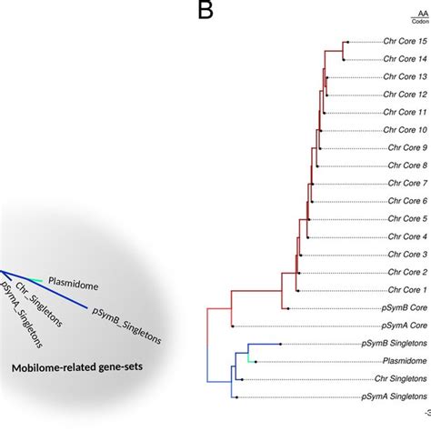 Ancestry Dependent Codon Usage Adaptation Of S Meliloti Chromosomal Download Scientific