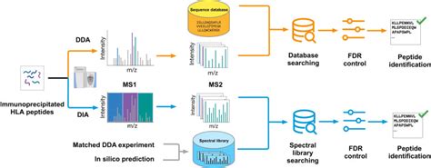 Current Perspectives On Mass Spectrometry Based Immunopeptidomics The