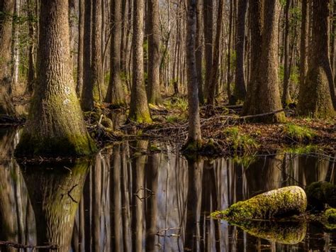 Unlocking Predictive Analytics Taming Data Swamps