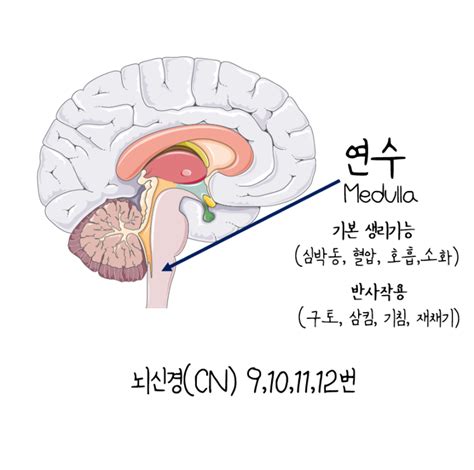 [뇌줄기 Brainstem] 중뇌 교뇌 연수 쉽게 이해하기 네이버 블로그