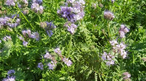 How To Plant Grow And Care For Phacelia