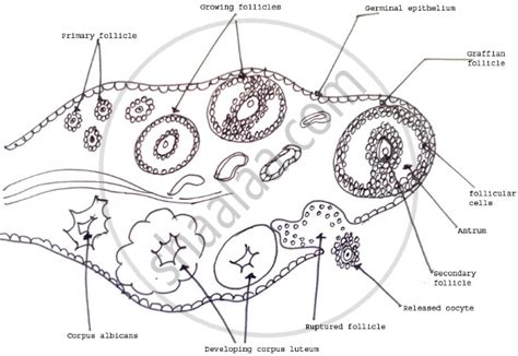 Draw A Neat And Well Labelled Diagram Showing T S Of Ovary And Hot Sex Picture