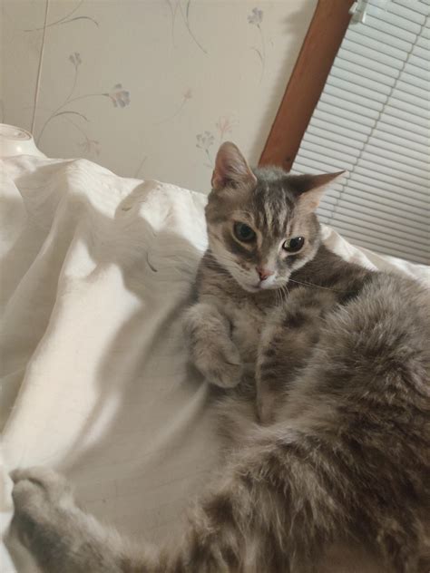 This Is Boo She Just Turned 18 Rseniorcats