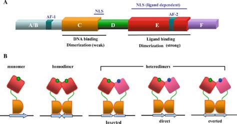 1 A Schematic Representation Of Structural And Functional Modular Download Scientific