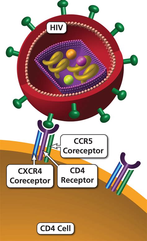 Coreceptor Nih