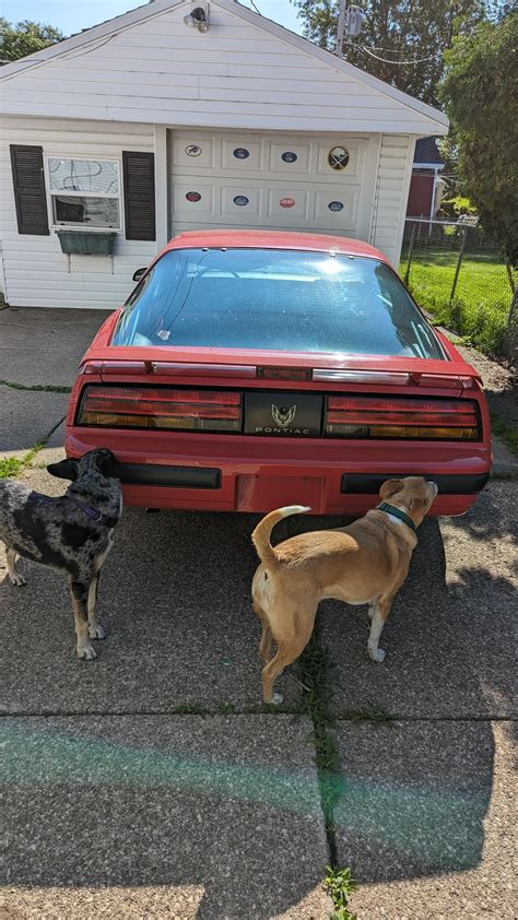 Just Bought My First Firebird Rpontiacfirebird