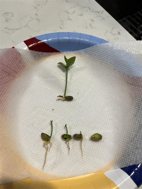 Seed Development R Citrus