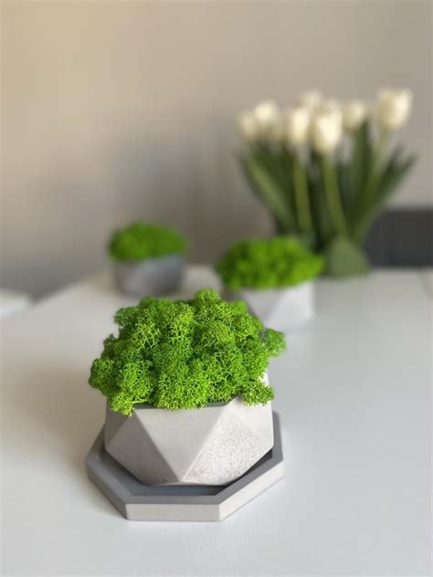 Кашпо з мохом — ціна 350 грн у каталозі Кашпо Купити товари для дому та побуту за доступною