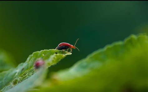 configure single sign on for cockroachdb cli with okta idp