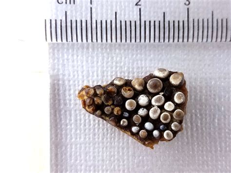 What Is This Cluster Of Nodules Fossil Id The Fossil Forum