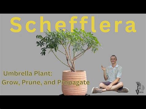 Trimming Schefflera Plant The Ultimate Guide To Caring For Your