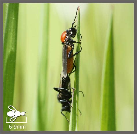 Les Diptères Ressemblant Aux Asiles Identifier Un Invertébré