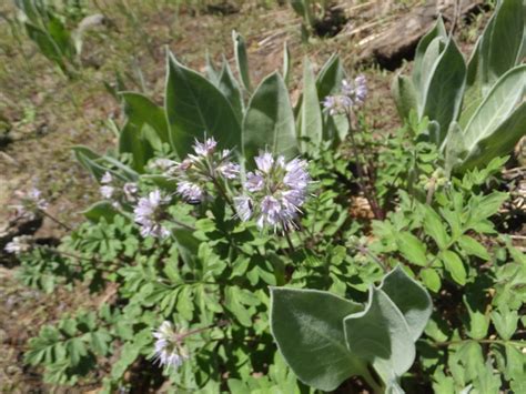 Western Waterleaf Search Native Plant Hub