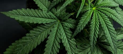 Pre Analytics Is Catching Up To Cannabis Analytics At Csw 2019