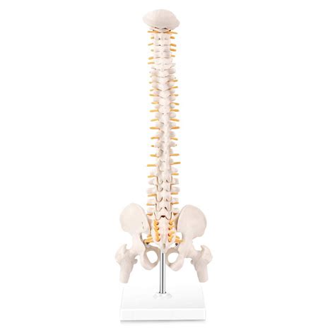 Buy Wooge Miniature Spine Anatomy Model 155inch Mini Vertebral Column Model With Spinal Nerves