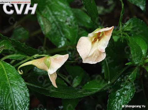 绿萼凤仙花Impatiens chlorosepala Hand Mazz 植物图片库 植物通