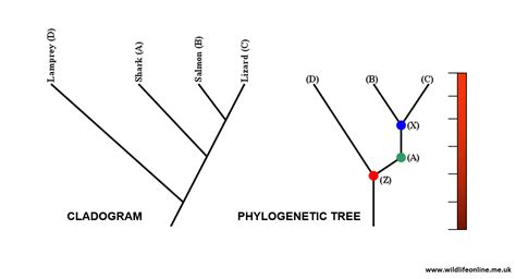 How And Why We Classify Organisms Wildlife Online