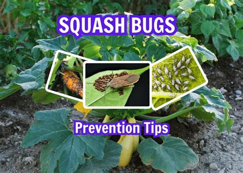 These Tips Are Super Effective To Prevent Squash Bug