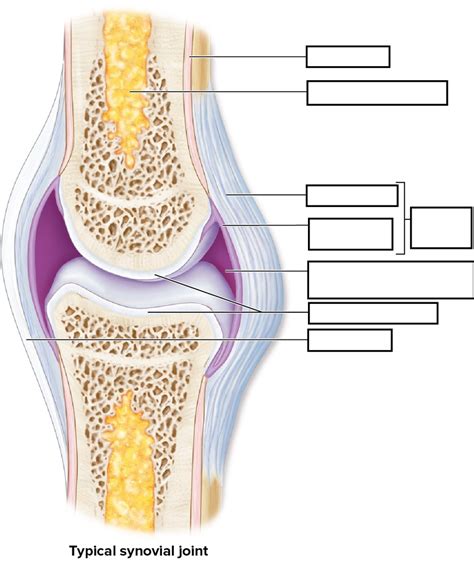 Typical Synovial Joint Diagram Quizlet