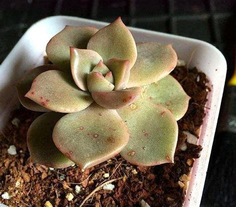 新手夏季養多肉有妙招，「植物打汁」澆一點，防腐又驅蟲，實用 每日頭條