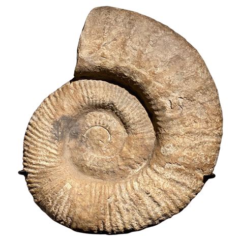 Iridescent Ammonite Fossil For Sale At 1stdibs Ammonite Fossil Price