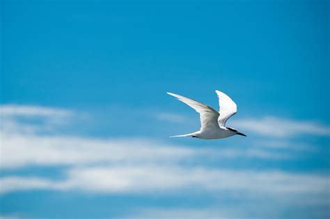 Free Flying Birds Free Birds Flying Effects Cifk