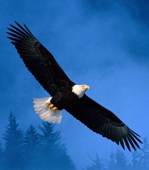 Eagle Blank Template Imgflip