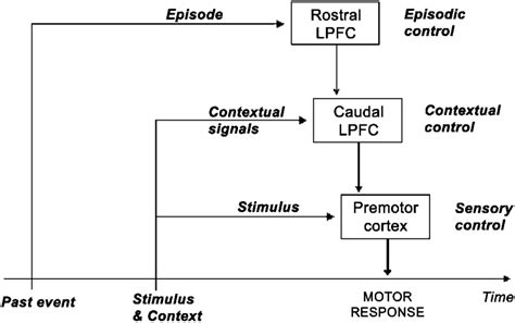 Model Of Cognitive Control By Koechlin Et Al 2003 The Multistage Download Scientific