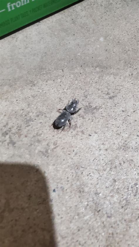 Grey Beetle R Whatisthisbug