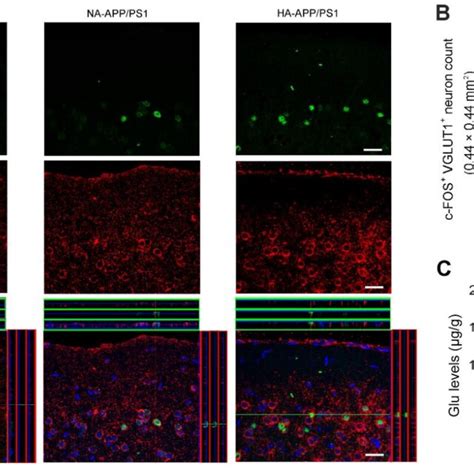Analysis Of Glutamatergic Neuron Activation In The Motor Cortex Of