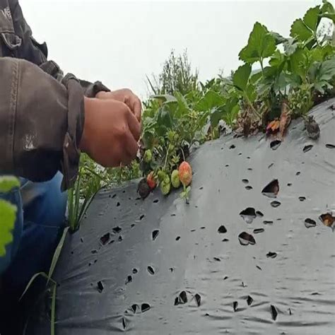 Acv Strawberry Instance Segmentation Dataset By Hanoi University Of