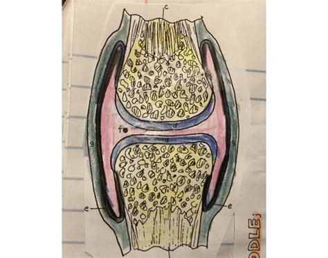 Labeling Synovial Joint Quiz