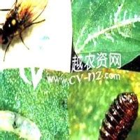 Rice Pests Object Detection Dataset By Laktharu