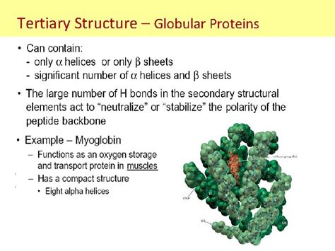 Stb 1083 Biochemistry Lecture 5 Proteins Protein Structure