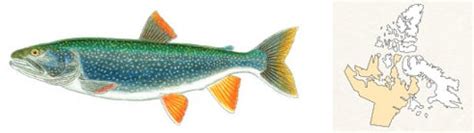 Species In Nunavut Travel Nunavut