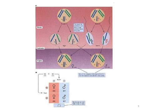 9sex Linked Inheritance In Model Organisms Pptx