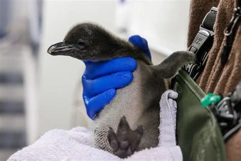 See Photos Of The Tennessee Aquariums Fluffy New Macaroni Penguin Yes