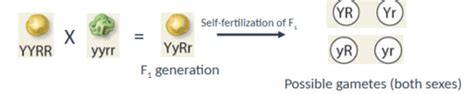 Mendelian Genetics Flashcards Quizlet