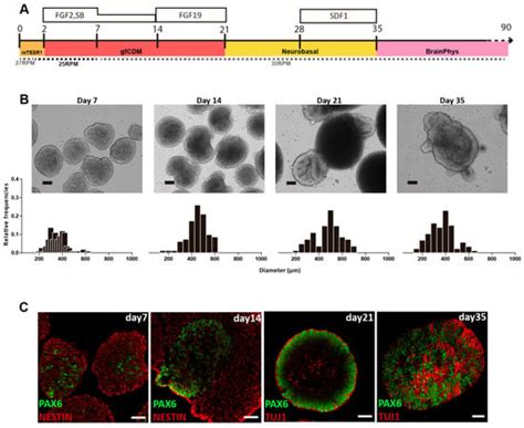 Bioengineering Special Issue Stem Cell Bioprocessing And Manufacturing Volume 2