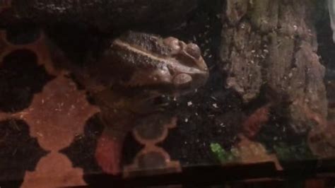 I Call Them Toad Kisses Tumbex