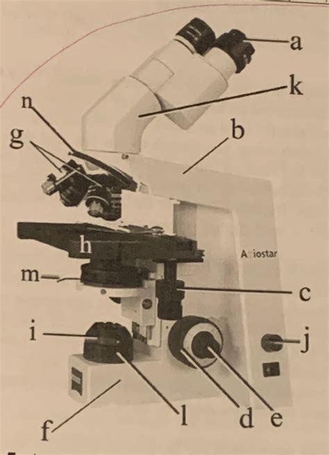 Microscope Labeling Diagram Quizlet