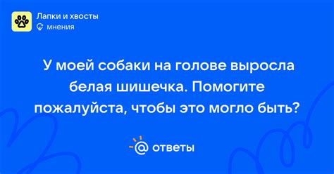 У моей собаки на голове выросла белая шишечка Помогите пожалуйста чтобы это могло быть User